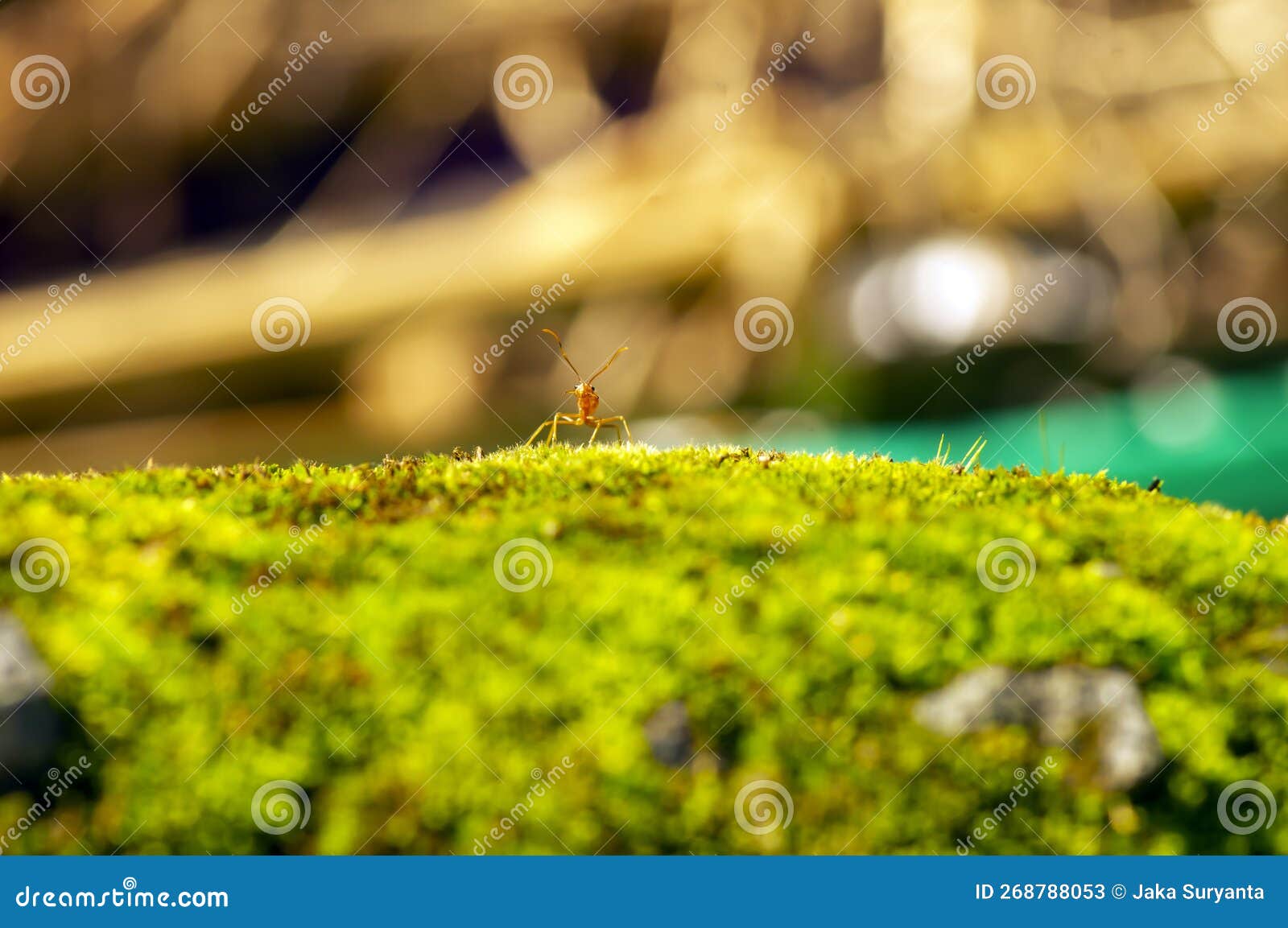 A Red Ant on Green Grass, Selected Focus Stock Image - Image of ...