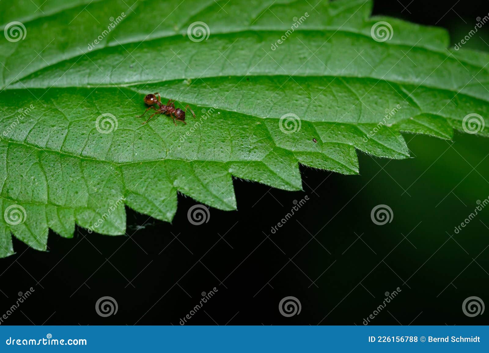 Red Ant on Green Stinging Needle Stock Photo - Image of nature, people ...