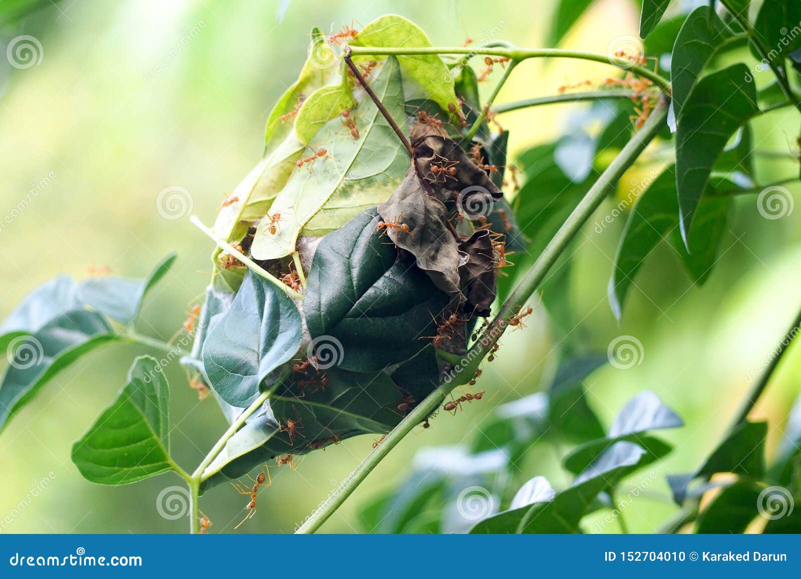 Ants nest on the tree. stock photo. Image of life, animal - 152704010