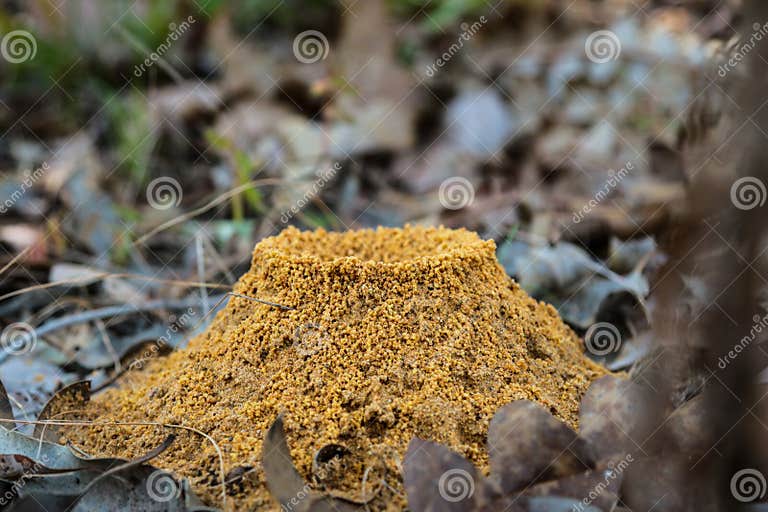 Red ant hill stock image. Image of hill, view, dirt, side - 60456997