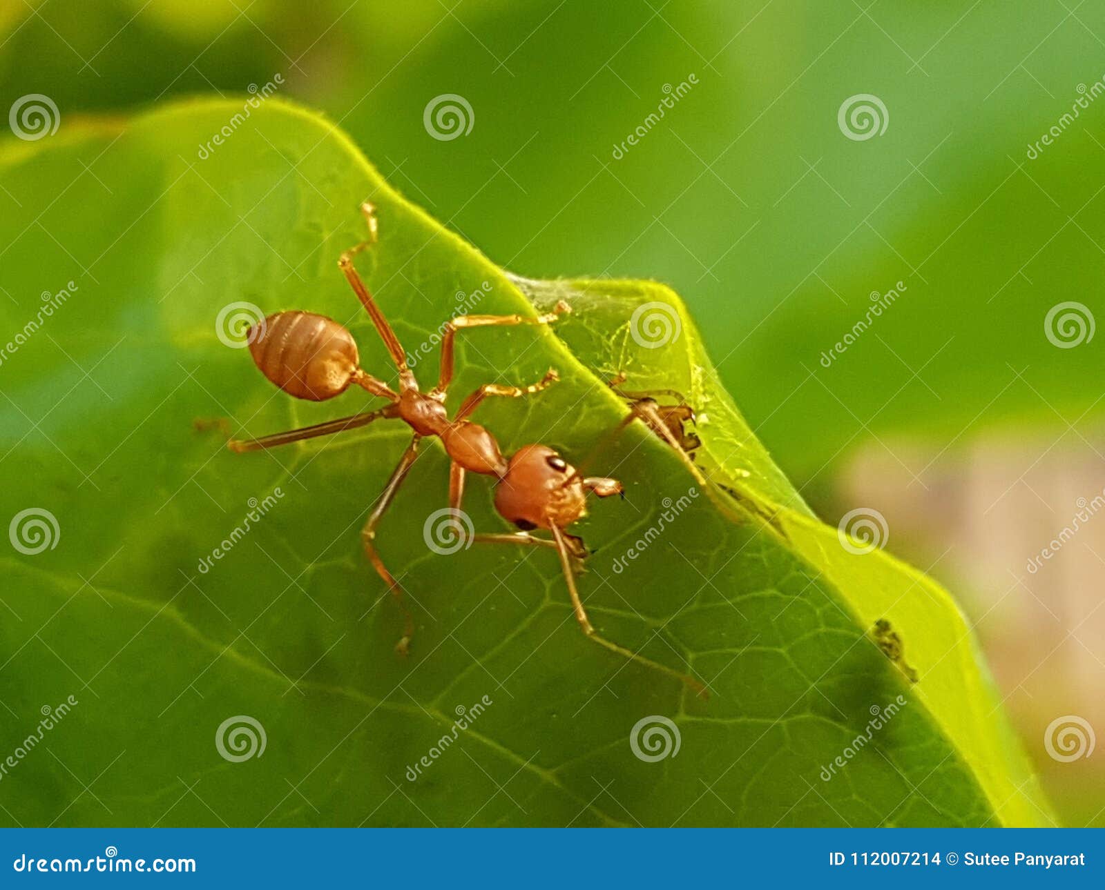RED ANT HOUSE stock photo. Image of diligent, insect - 112007214