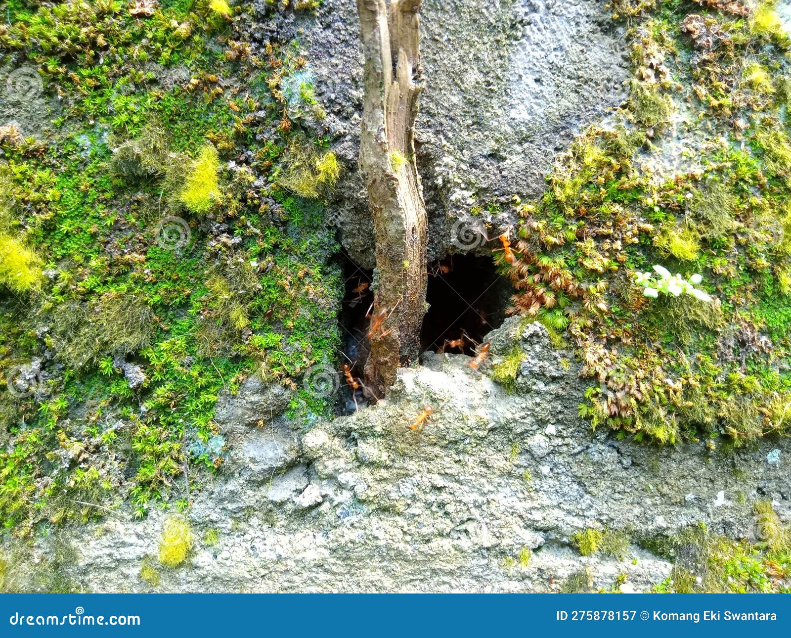 Red Ant House on the Wall of an Old Building Stock Image - Image of ...