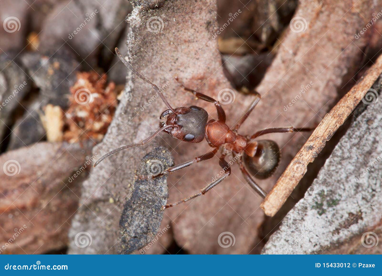 Red Ant Hunts in Wood - Close Up Stock Photo - Image of insect, close ...