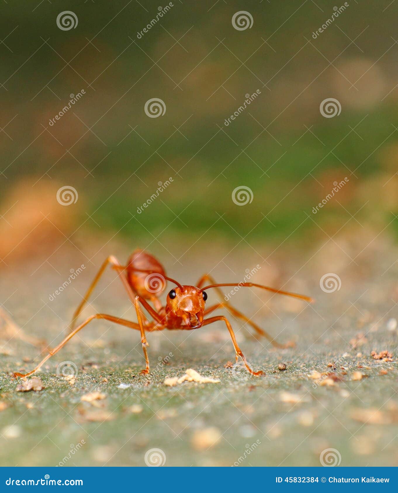 Red ant stock photo. Image of pest, green, animals, fire - 45832384