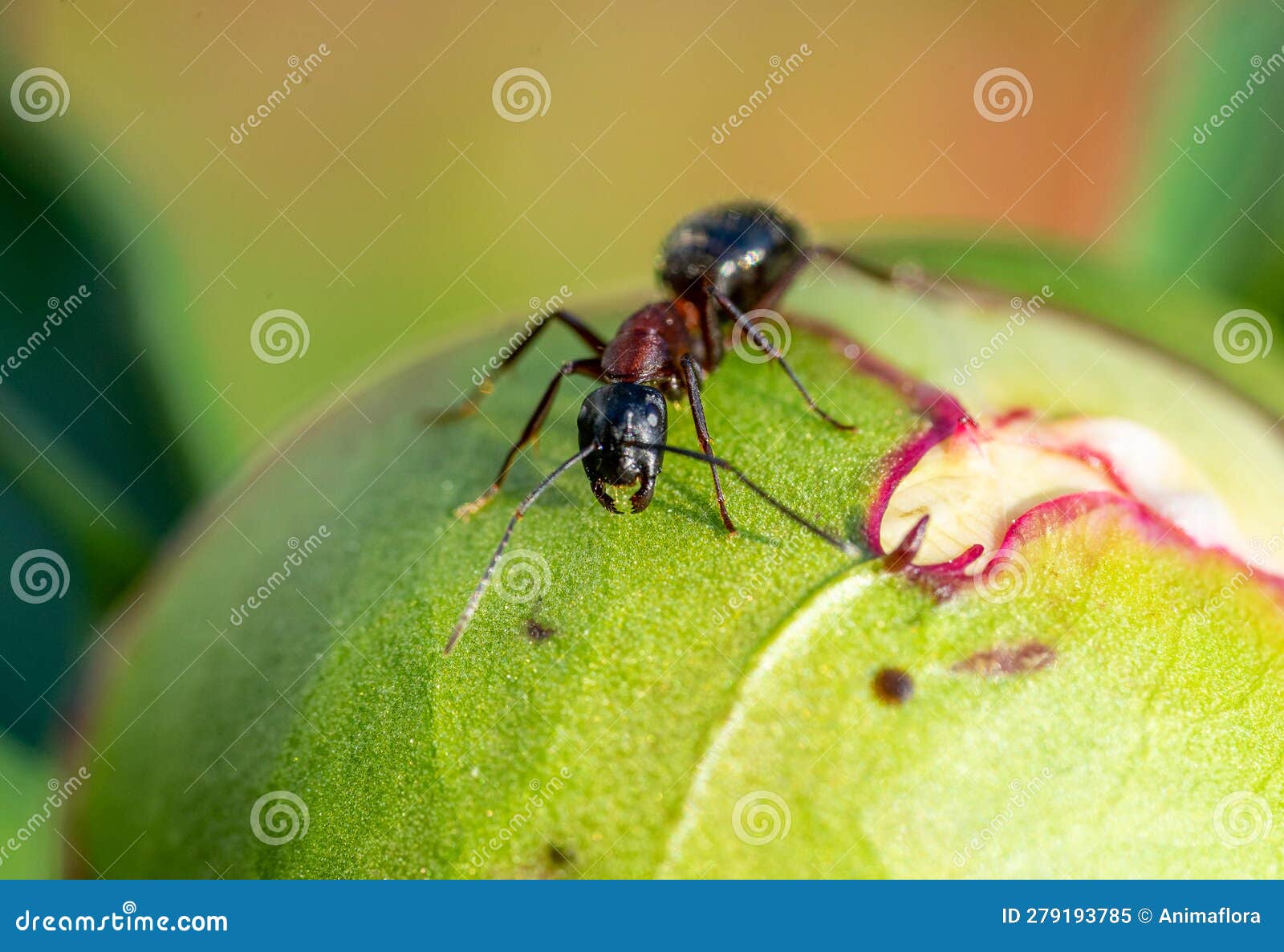 Red Ant on Leaf in the Spring Stock Image - Image of nature, wildlife ...