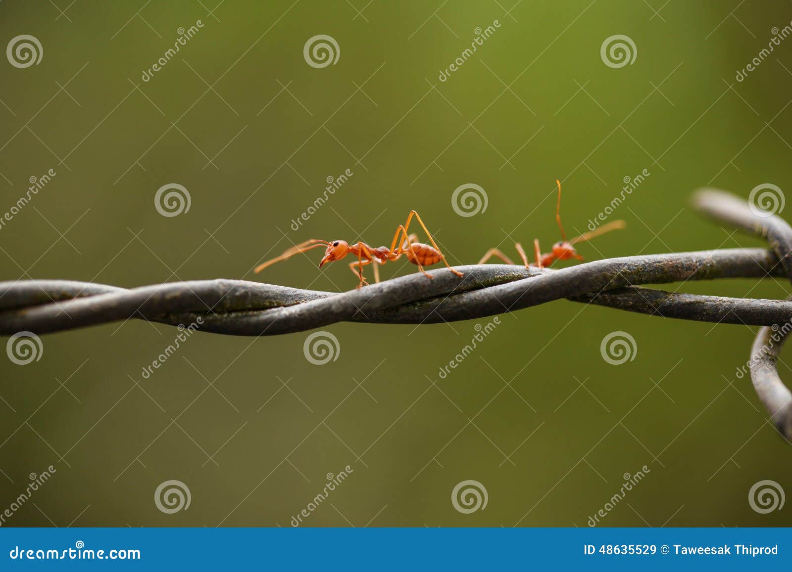 Red ant stock image. Image of macro, nature, animal, closeup - 48635529