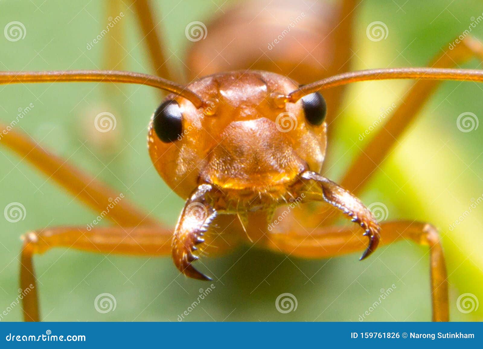 Red Ant Macro Image Nearest Stock Photo - Image of animal, arthropod ...
