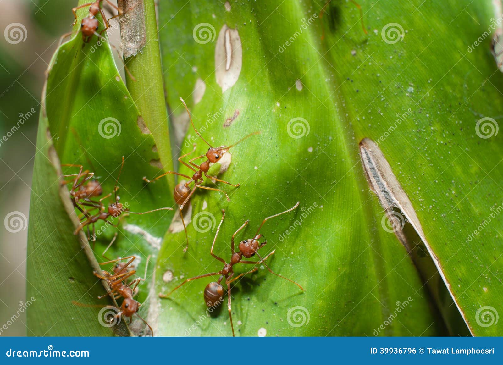 Red Ant stock photo. Image of antenna, forest, alert - 39936796