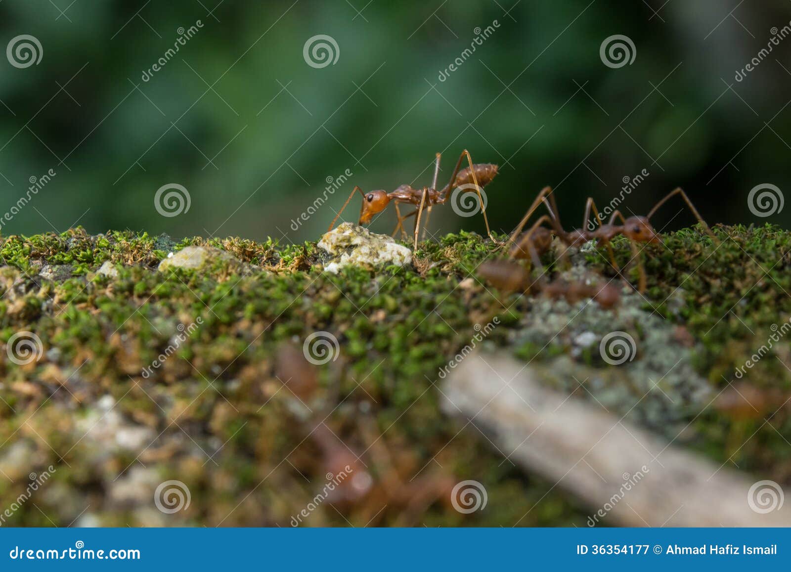 Red Ant Macro Portrait stock image. Image of insect, antrey - 36354177