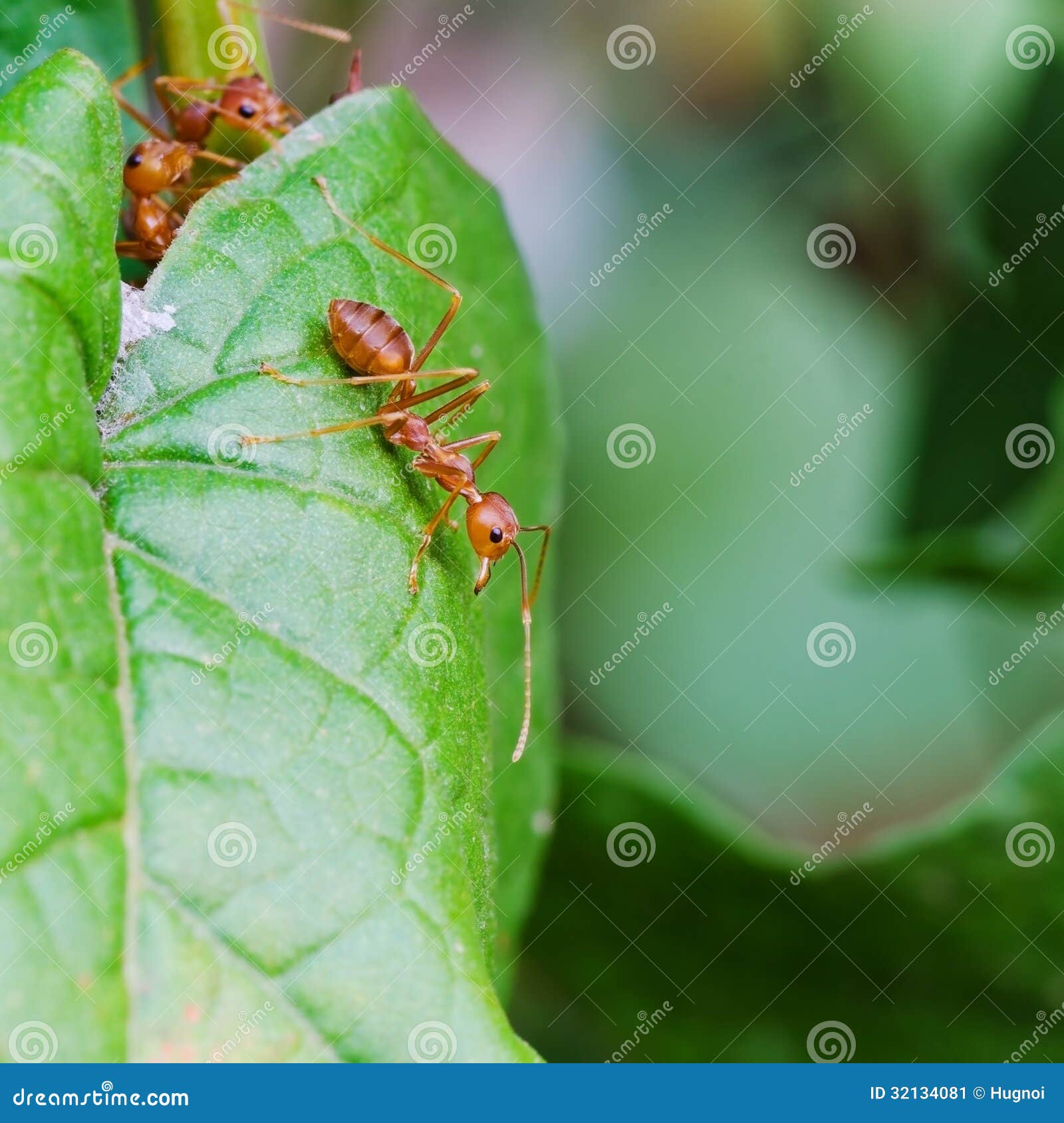 Red ant stock image. Image of pismire, multiple, closeup - 32134081