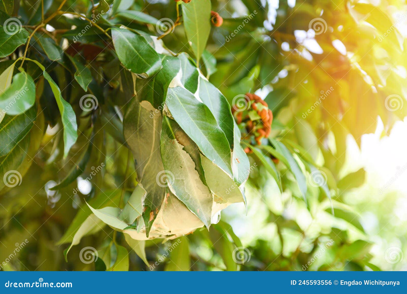 Red Ant Nest on Lychee Tree, Ant Nest with Leaf on Green Tree Stock ...