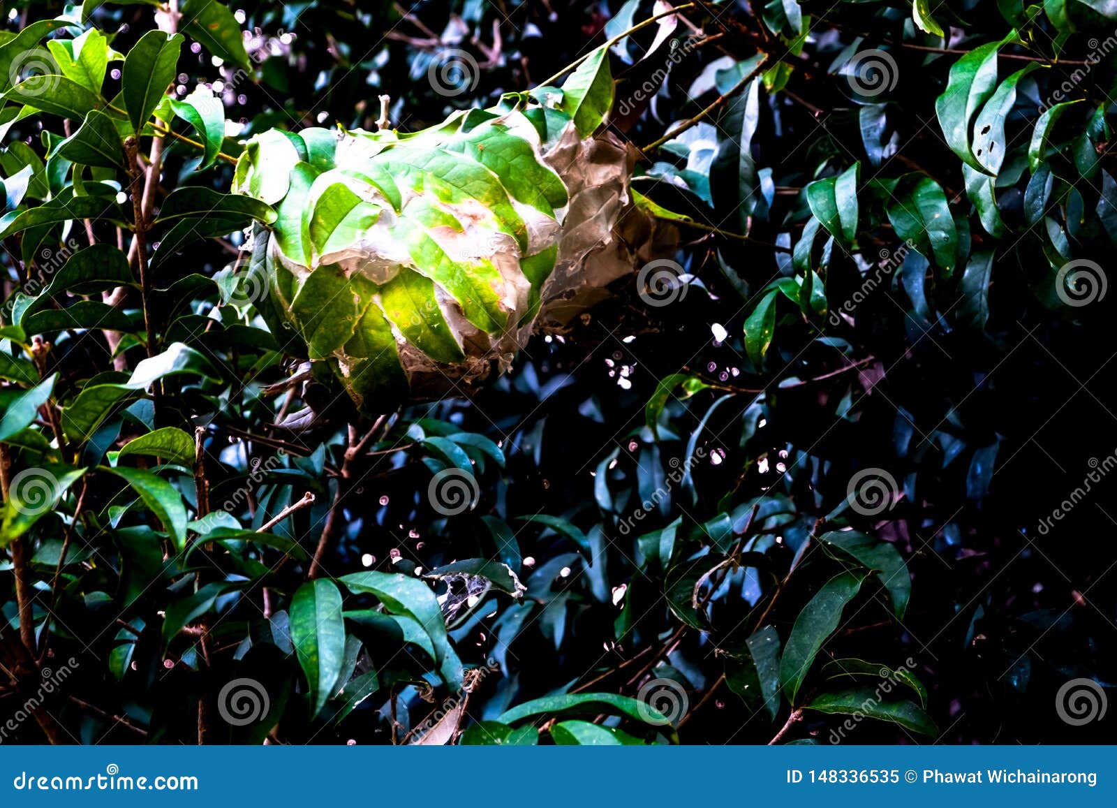 Red Ant Nest Nestling on the Tree in the Forest. Stock Image - Image of ...
