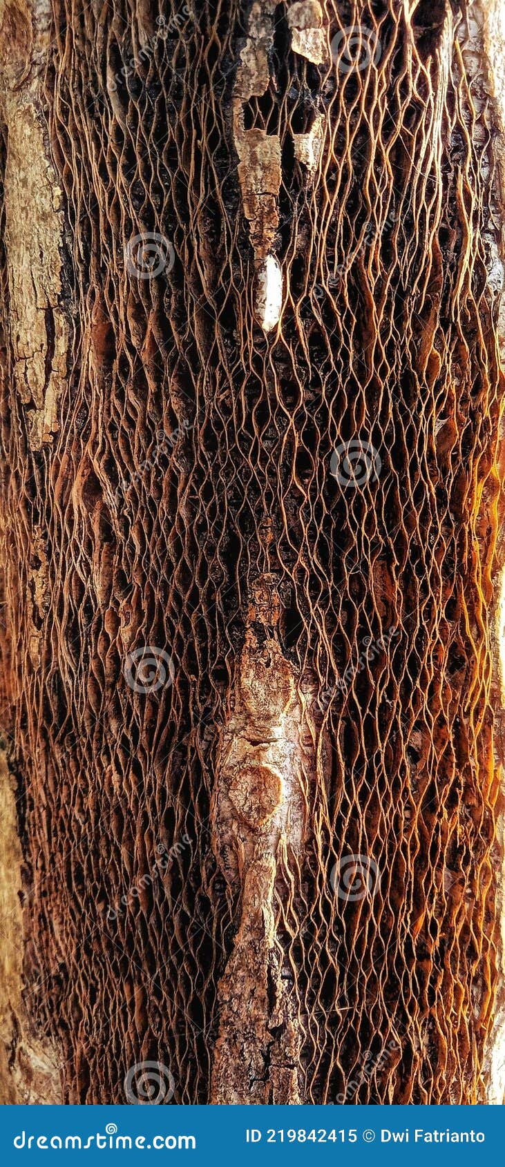 A Red Ant Nest in an Old Tree Stock Image - Image of soil, formation ...
