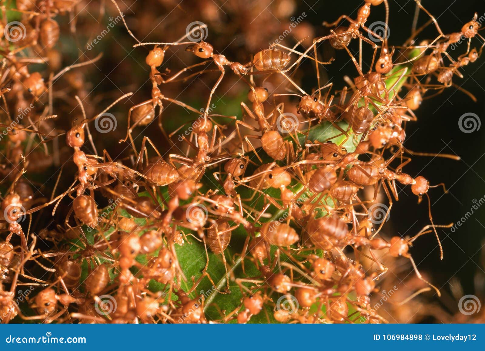 Red ant in nest stock photo. Image of bridge, closeup - 106984898
