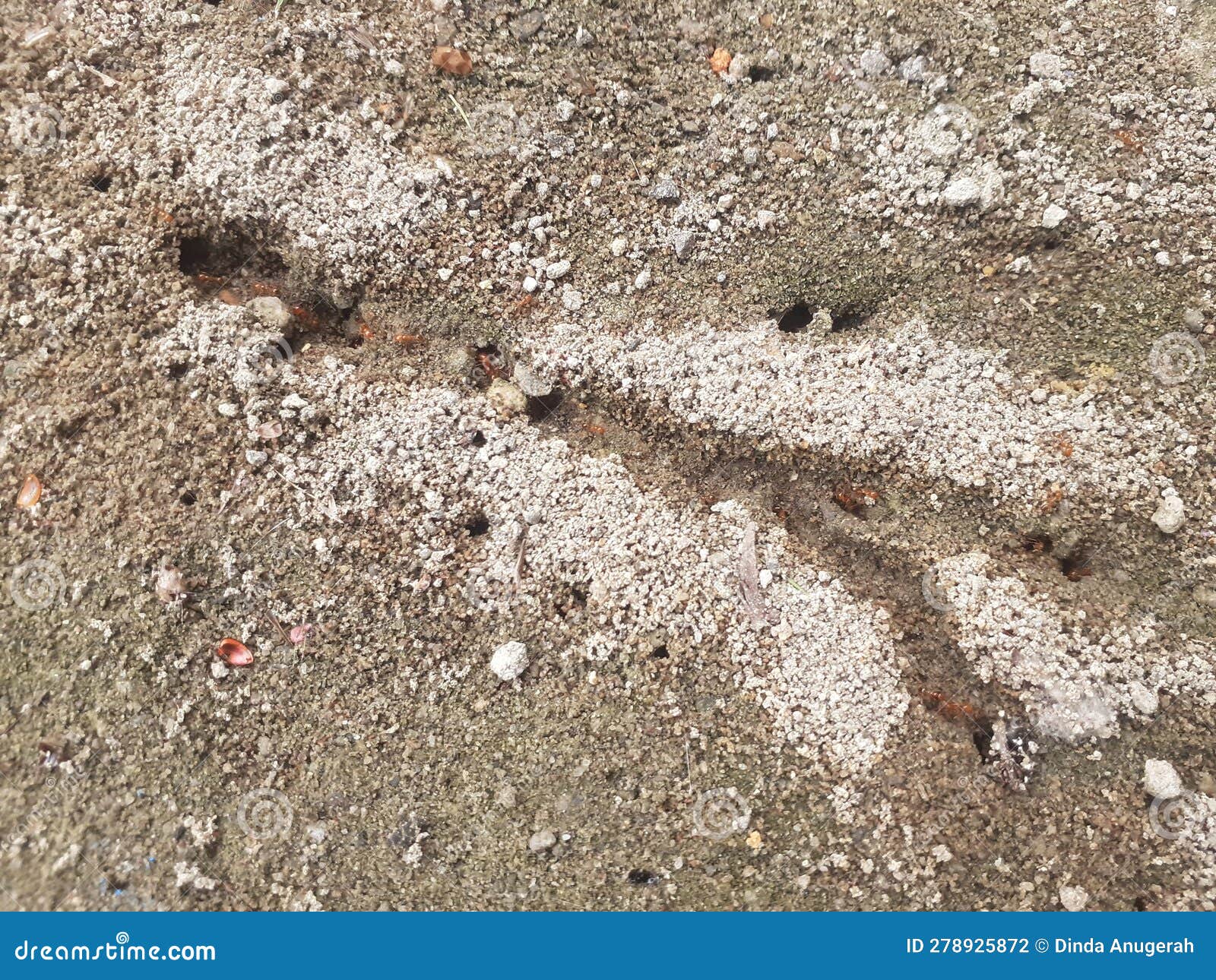 Red ant nest in the sand stock photo. Image of pattern - 278925872