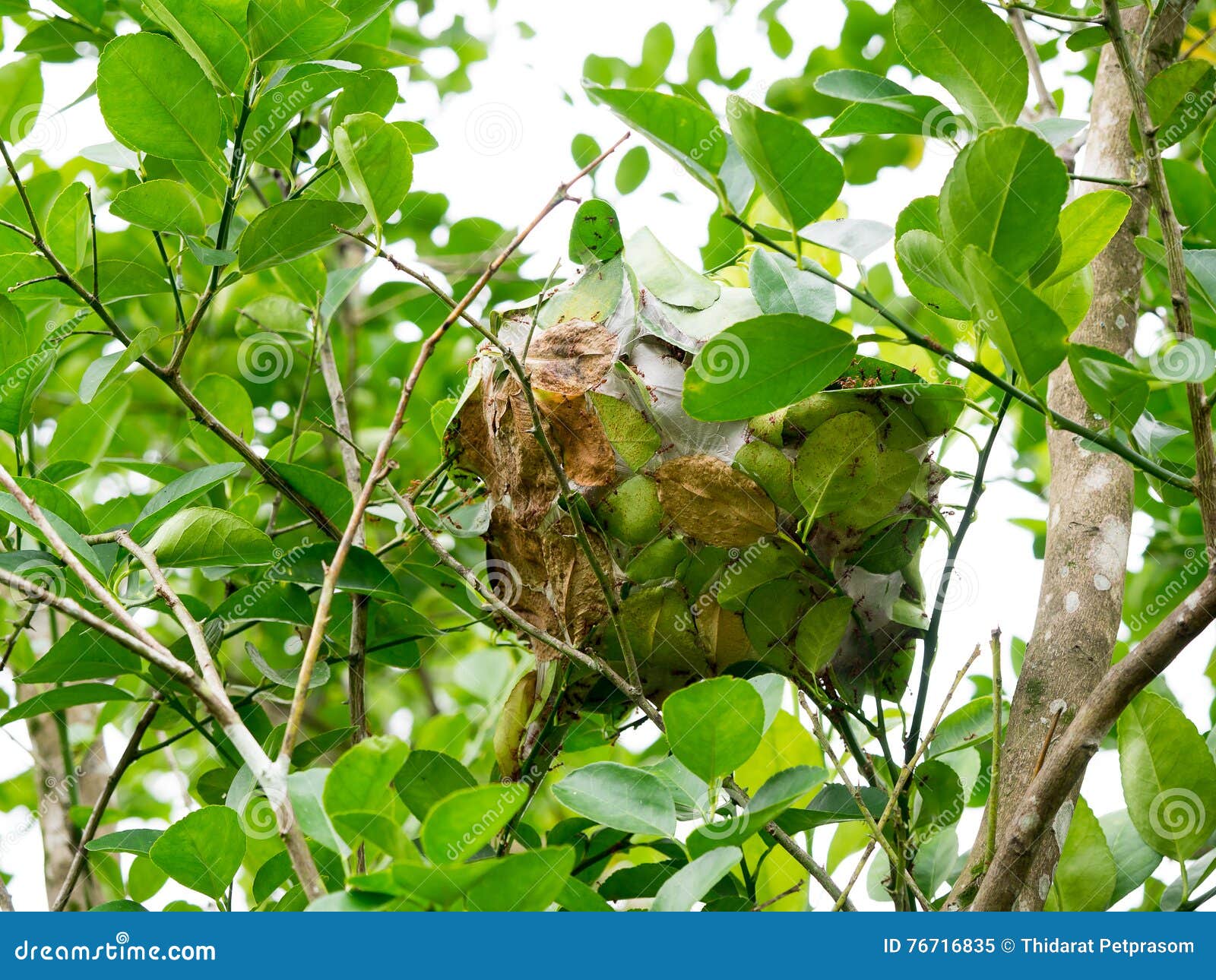 Red Ant Nest on Tree in Nature. Harmonious of Animal Concept Stock ...