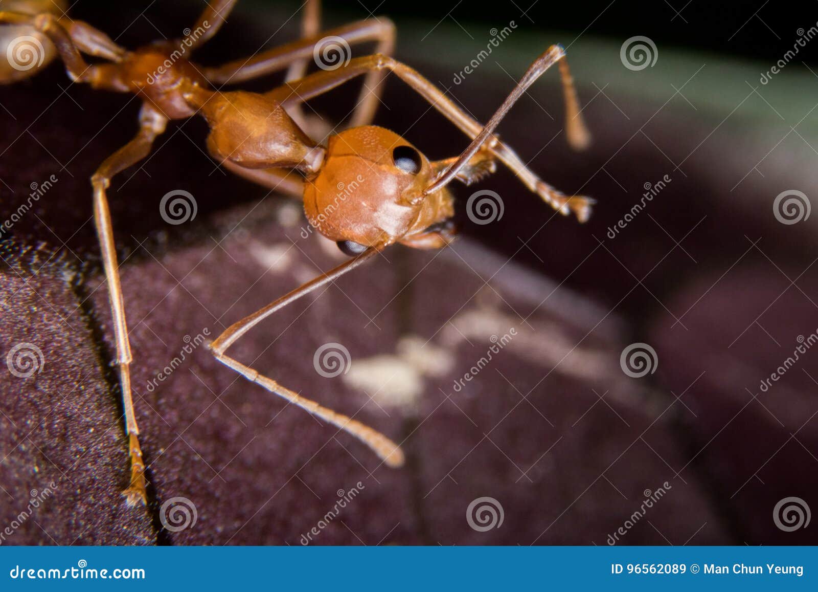 Red Ant stock image. Image of ecology, colony, communicate - 96562089