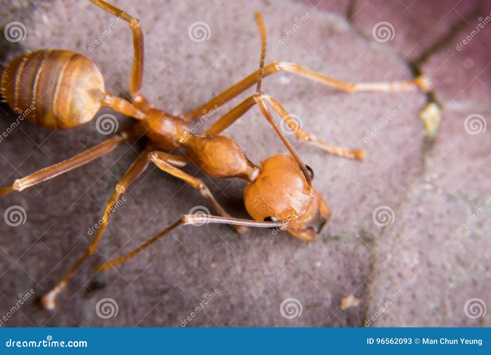 Red Ant stock image. Image of outdoors, communication - 96562093