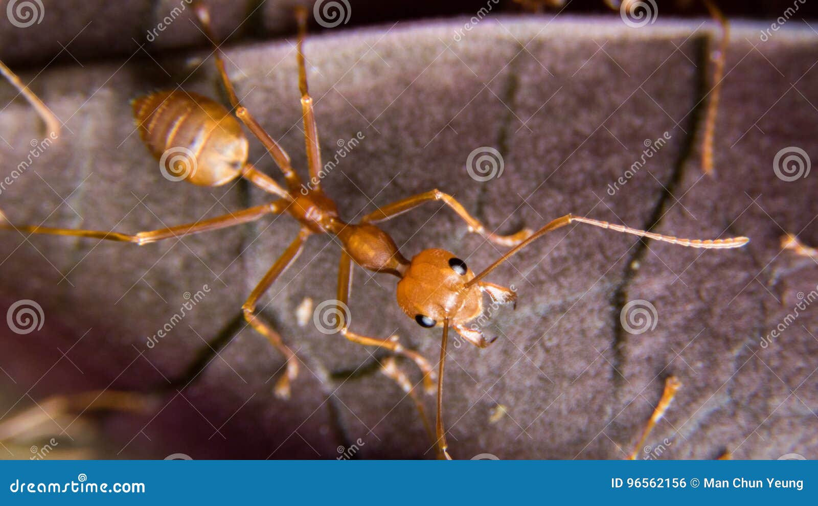 Red Ant stock photo. Image of chemical, predator, body - 96562156