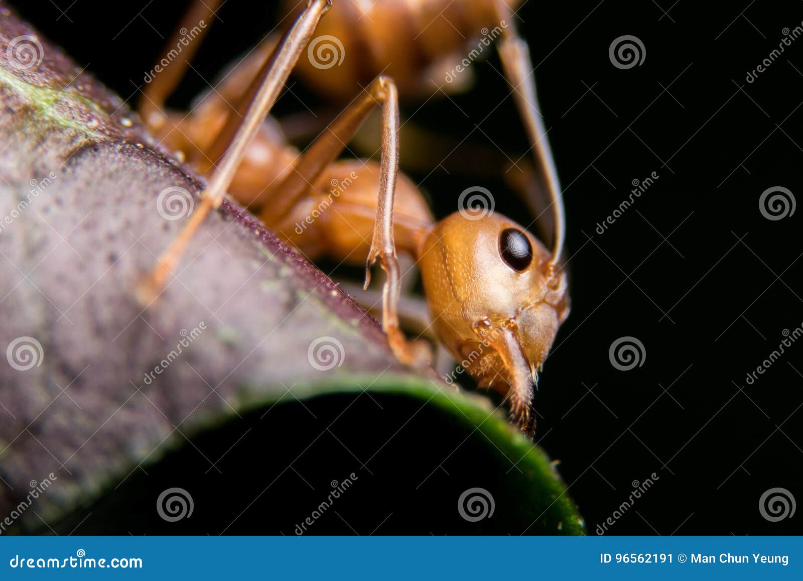 Red Ant stock image. Image of background, nature, plant - 96562191
