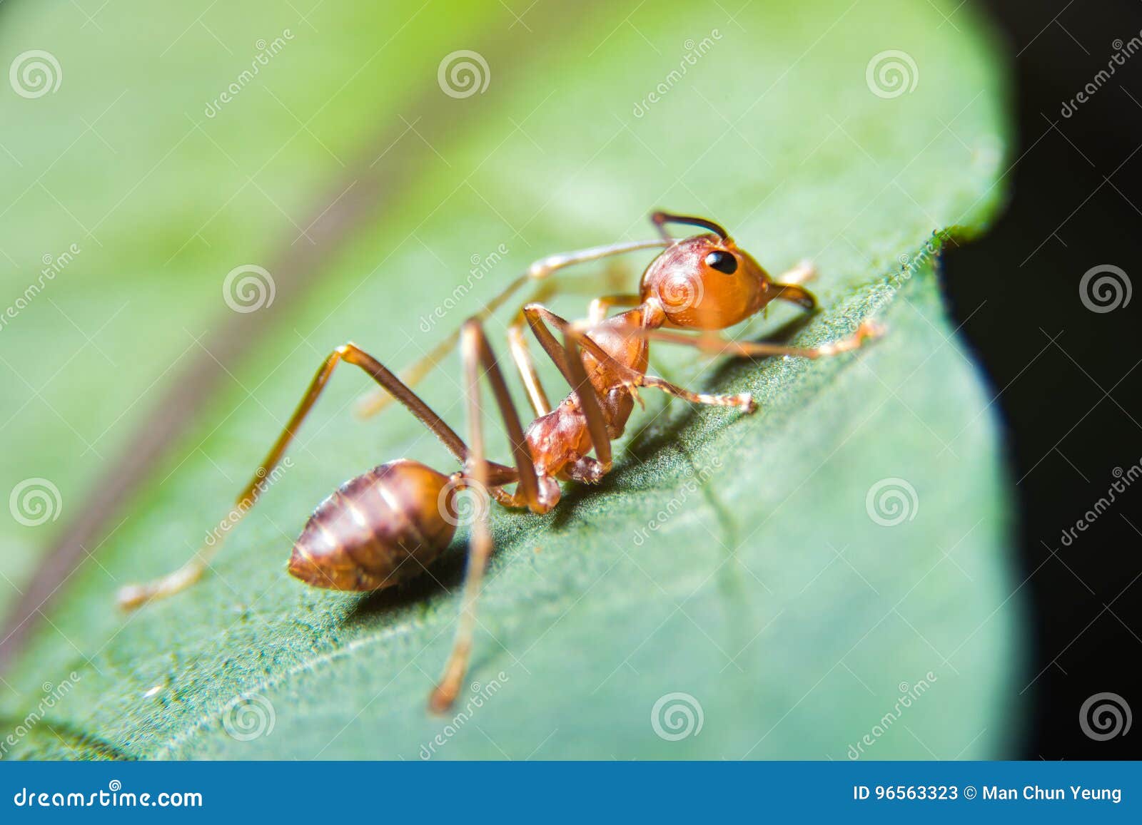 Red Ant stock image. Image of backdrop, macro, biology - 96563323
