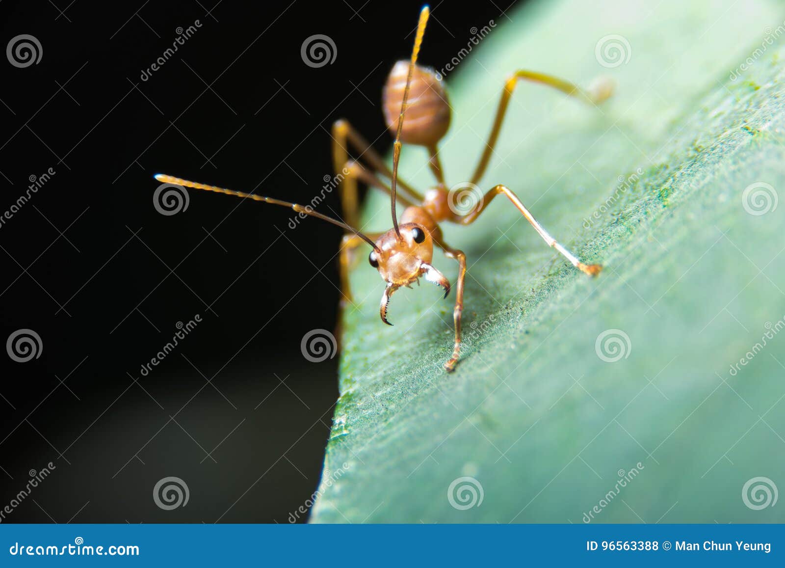 Red Ant stock photo. Image of nature, body, legs, macro - 96563388