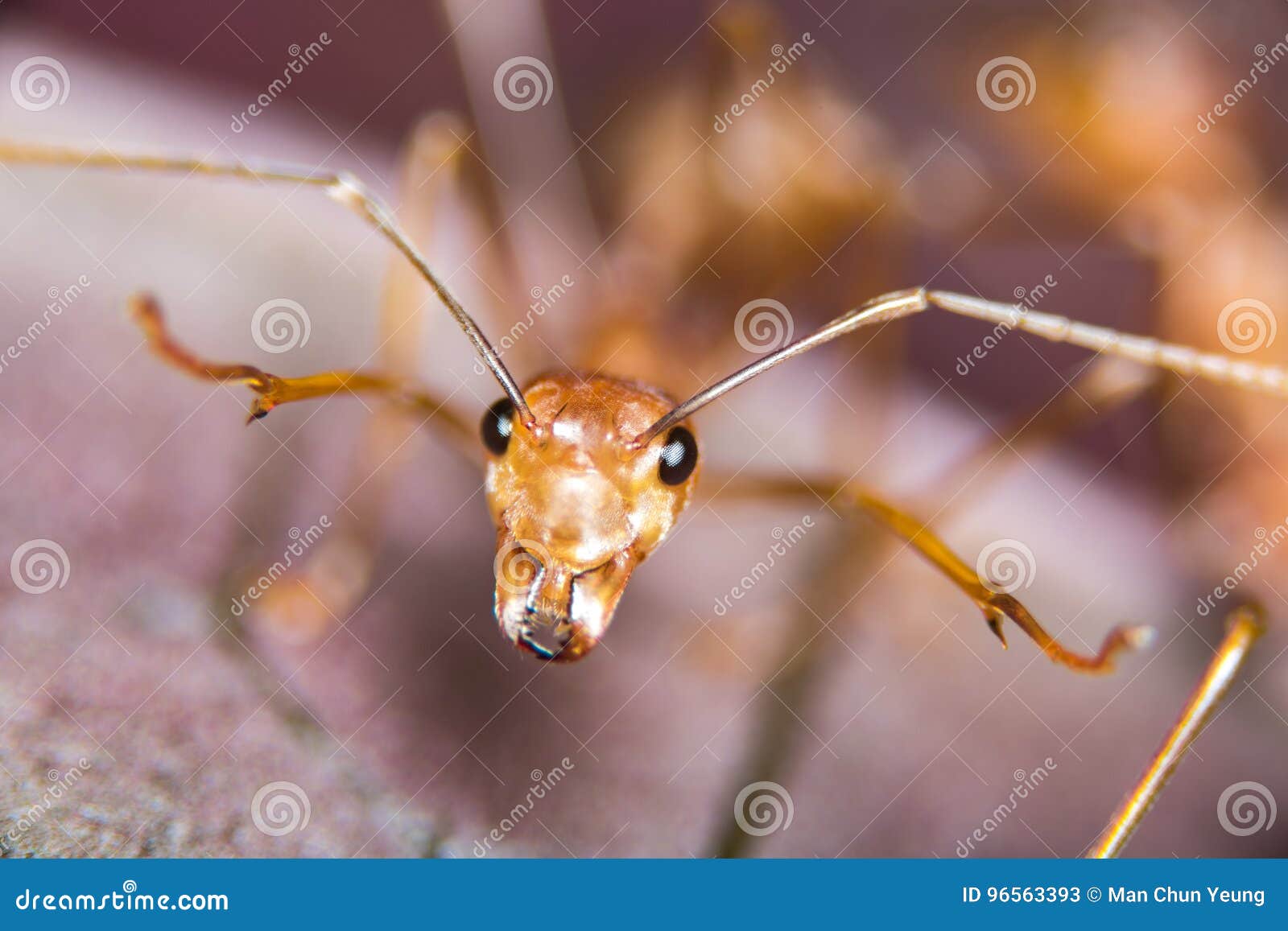 Red Ant stock image. Image of eternity, communicate, flash - 96563393
