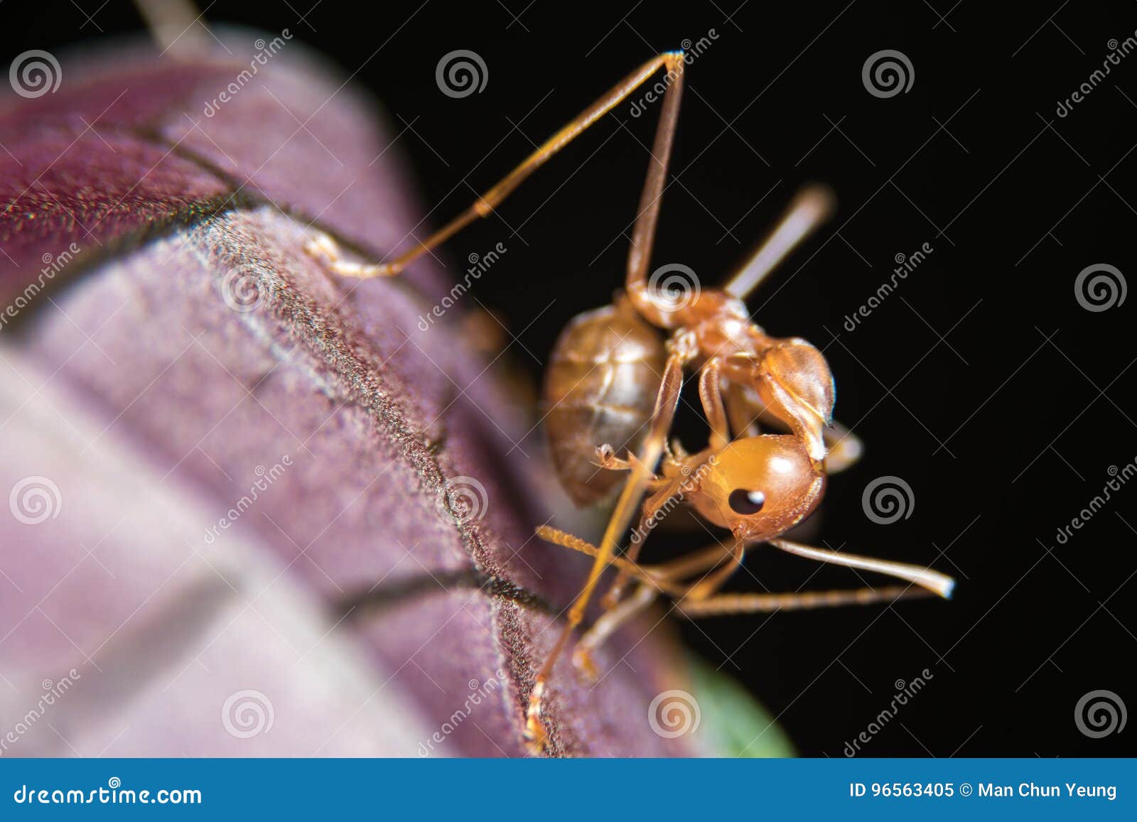 Red Ant stock image. Image of communication, leaf, eternity - 96563405