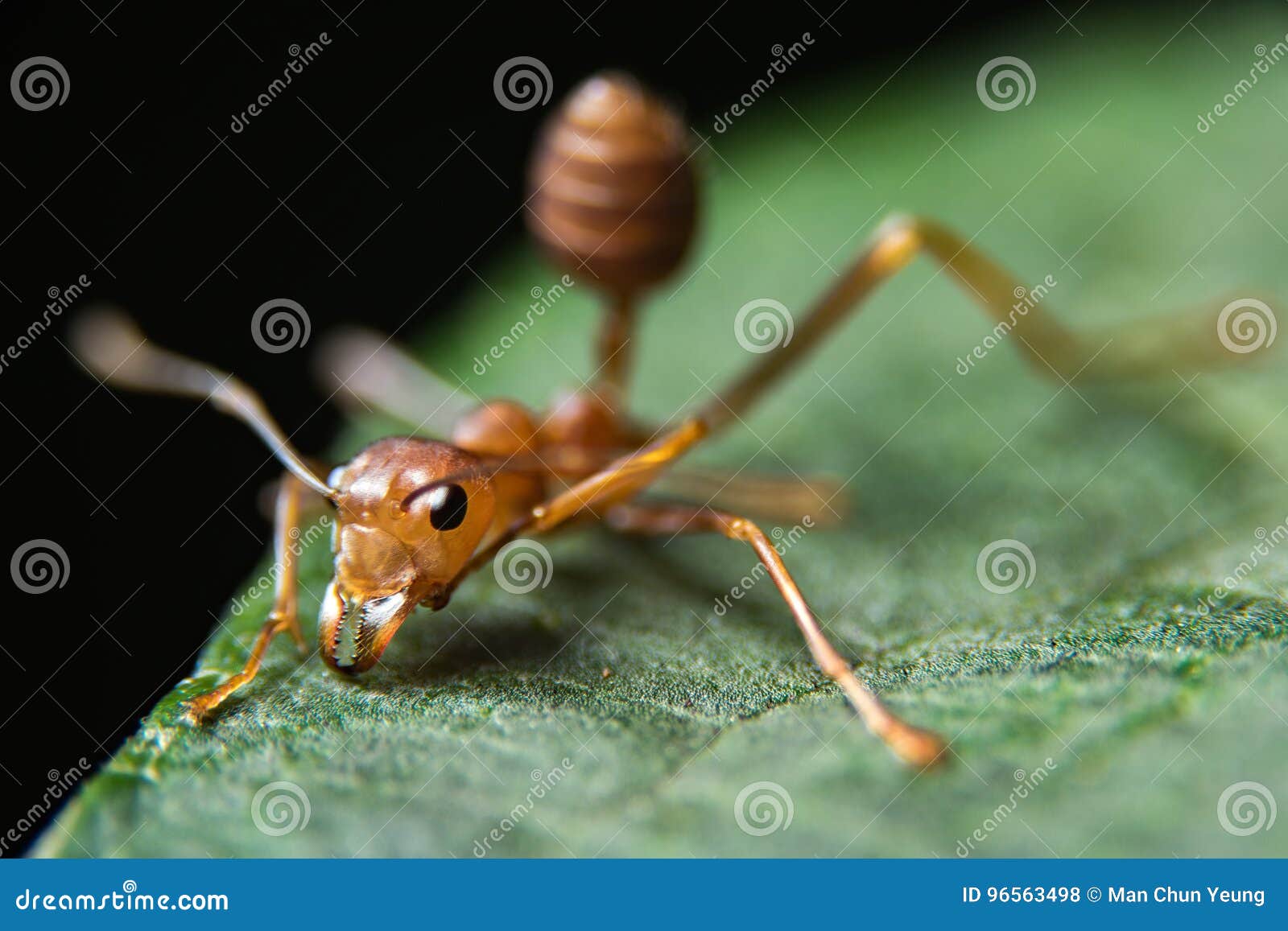 Red Ant stock photo. Image of nature, hunt, colony, chemical - 96563498