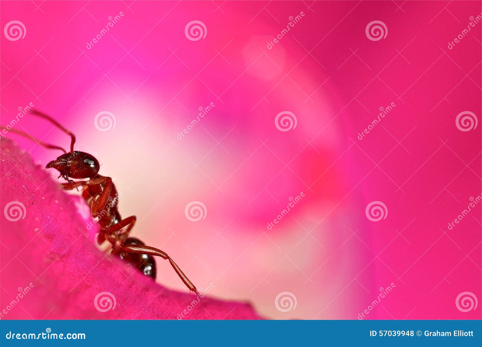 Red ant on a pink flower stock photo. Image of fire, closeup - 57039948