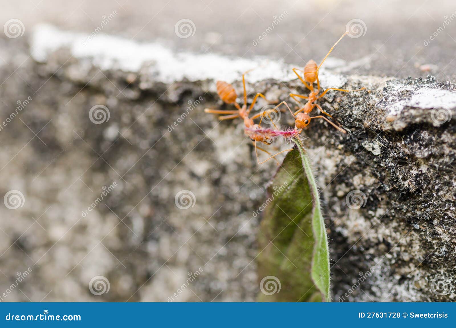 Red ant power stock photo. Image of nature, carrying - 27631728