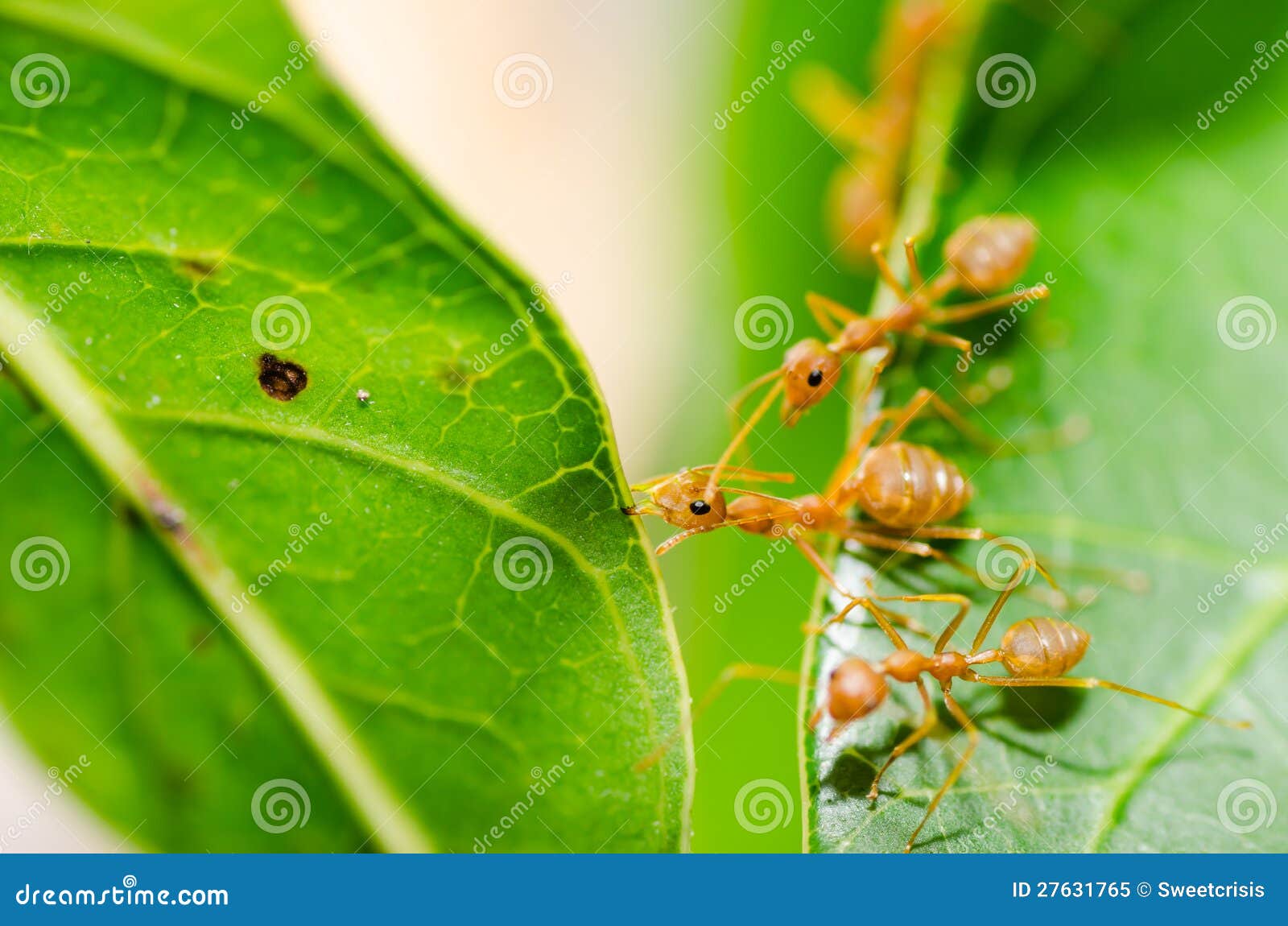 Red ant power stock image. Image of swarm, power, jungle - 27631765