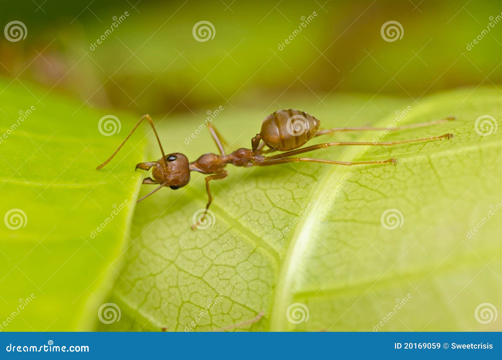 Red ant power work stock image. Image of close, closeup - 20169059