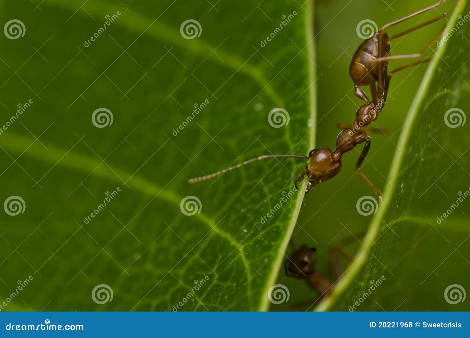 Red ant power work stock photo. Image of bark, detail - 20221968