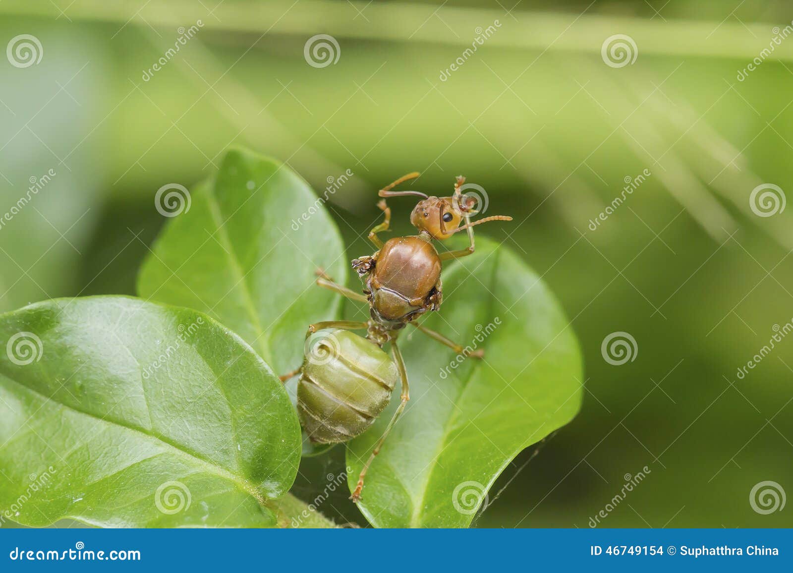Red ant queen stock photo. Image of wildlife, insect - 46749154