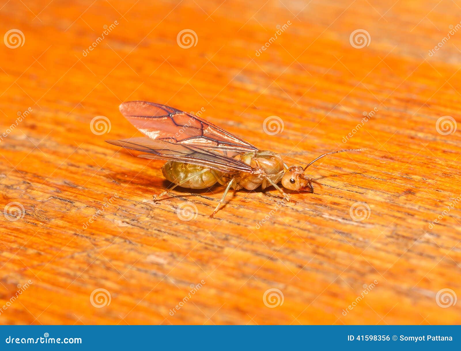 Red ant queen stock photo. Image of insect, queen, horizontal - 41598356