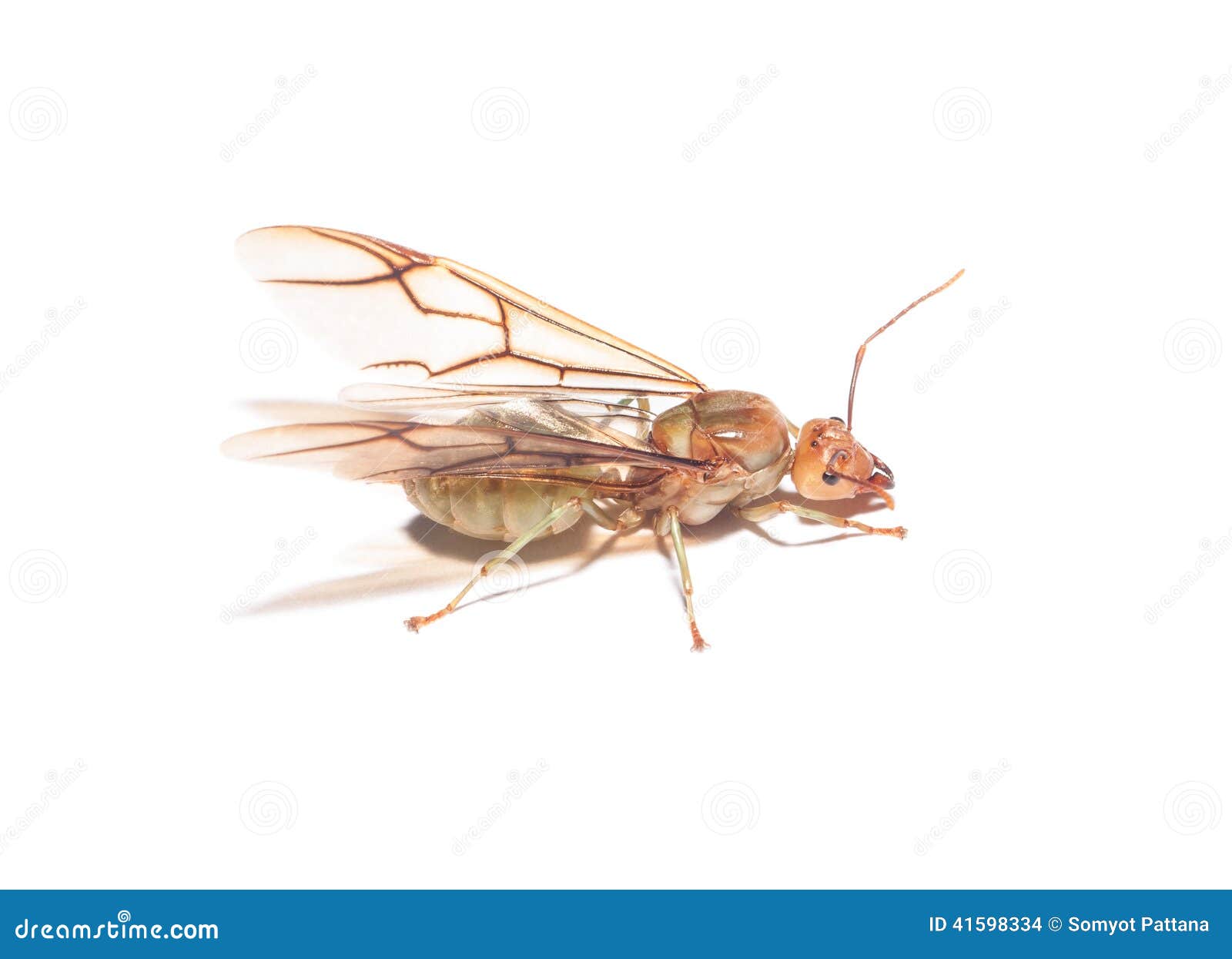 Red ant queen stock photo. Image of color, worker, wildlife - 41598334