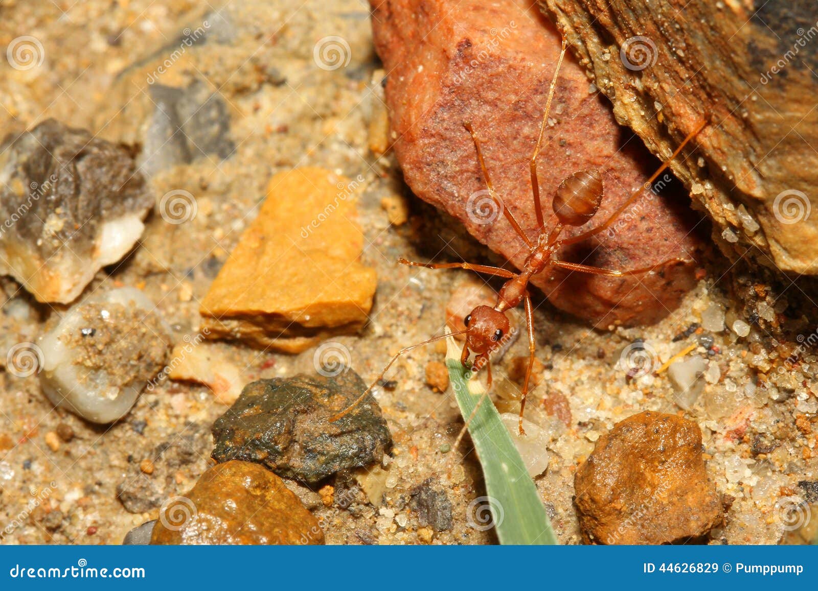 Red ant on rock stock image. Image of myrmica, arthropod - 44626829