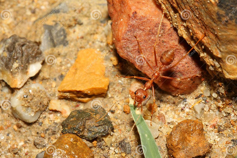 Red ant on rock stock image. Image of myrmica, arthropod - 44626829