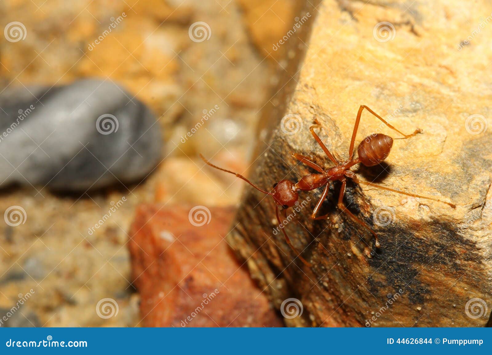 Red ant on rock stock photo. Image of rubra, beauty, animal - 44626844