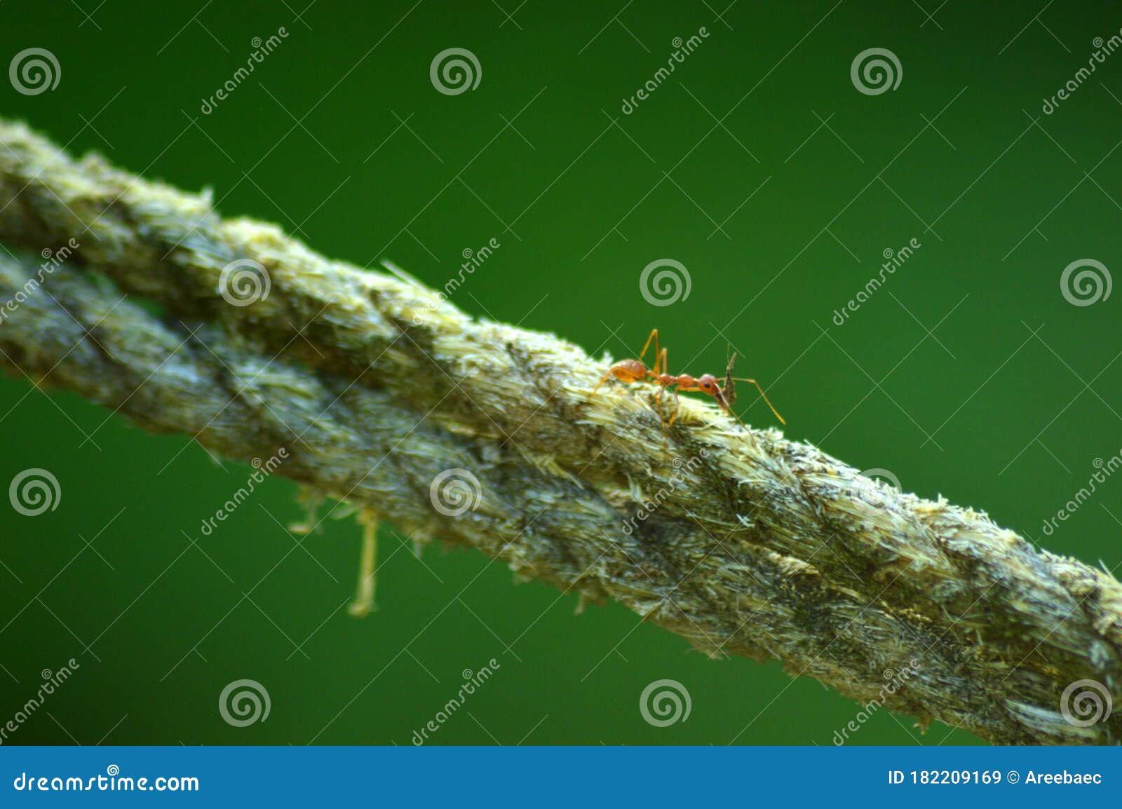 Red ant on rope stock image. Image of branch, yellow - 182209169