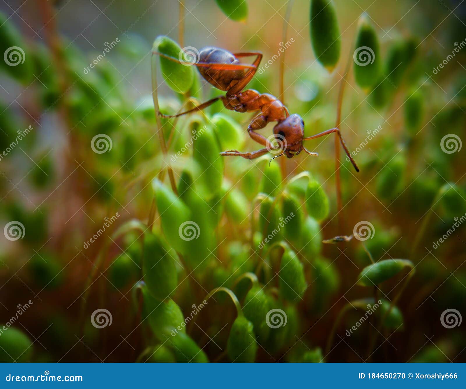 Red Ant Running in To Wild Moss Stock Photo - Image of wild, moss ...