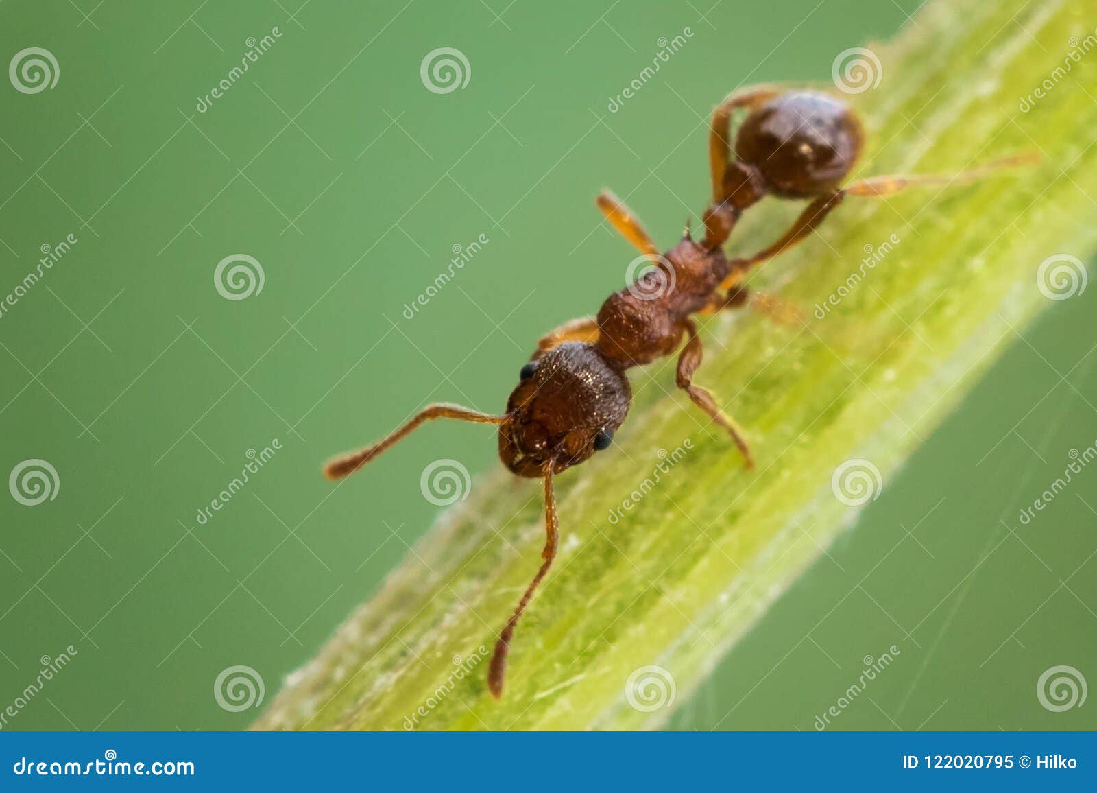 Red ant stock image. Image of fire, nature, formica - 122020795