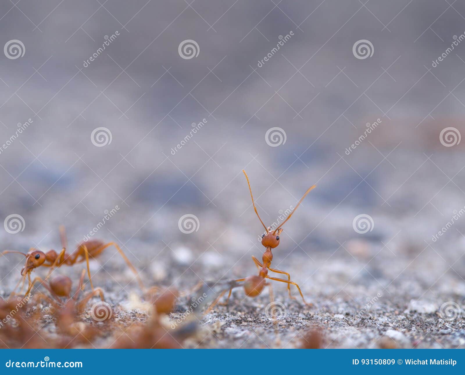 Red Ant Show Great stock image. Image of arthropod, insect - 93150809