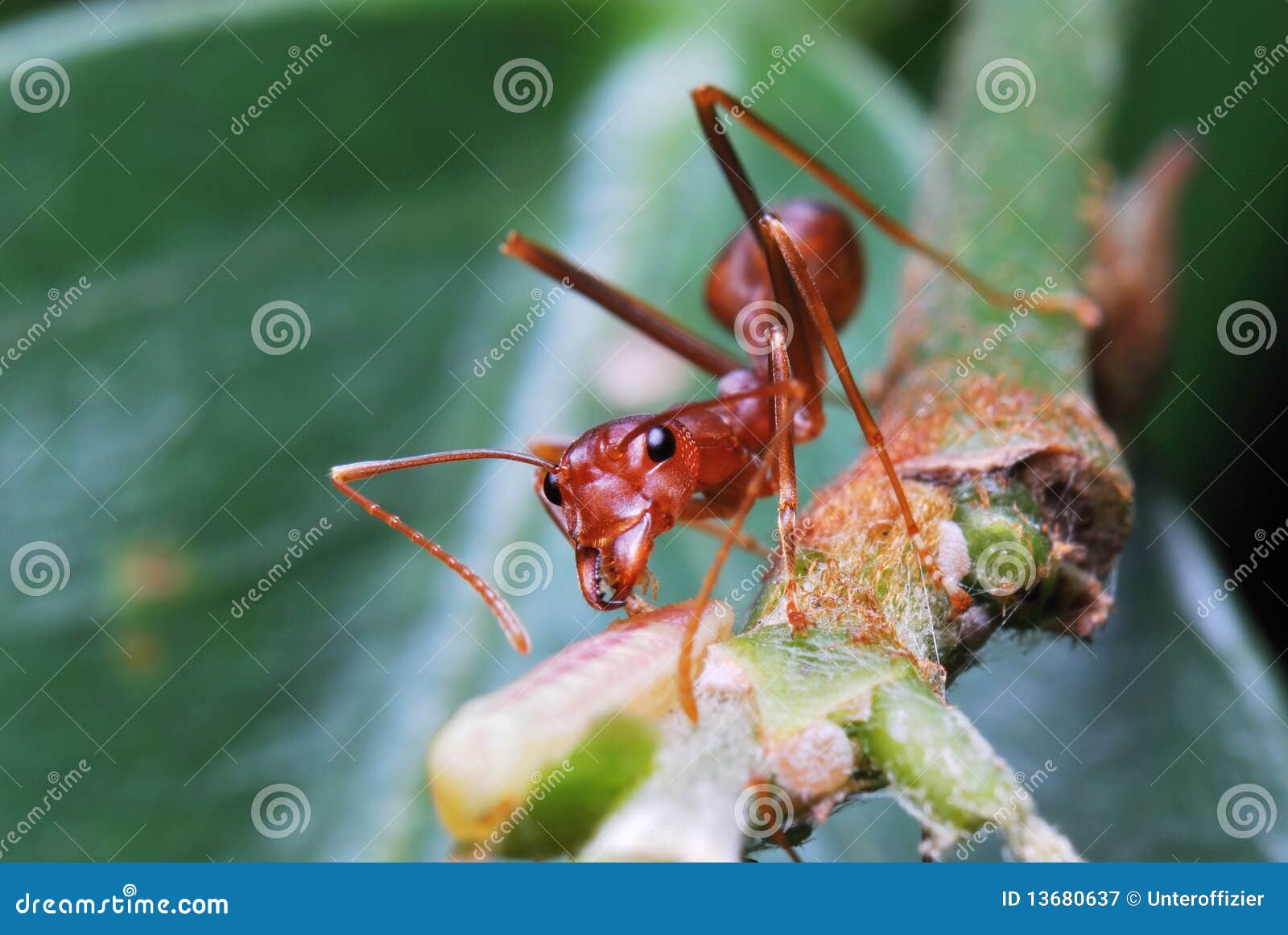 Single red ant stock image. Image of jungle, antennae - 13680637