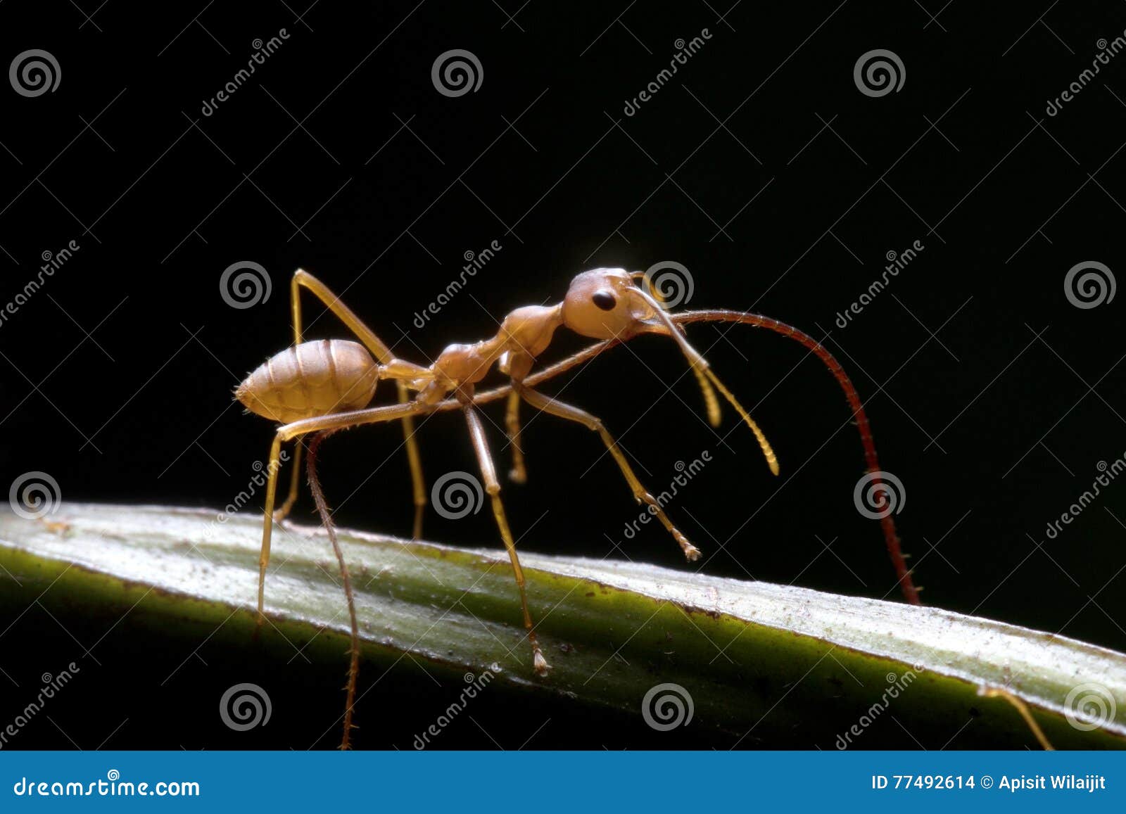 Red Ant in Southeast Asia. stock photo. Image of love - 77492614