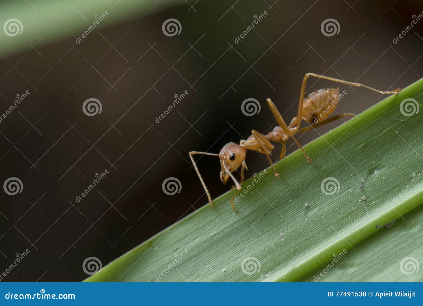 Red Ant in Southeast Asia. stock photo. Image of insect - 77491538