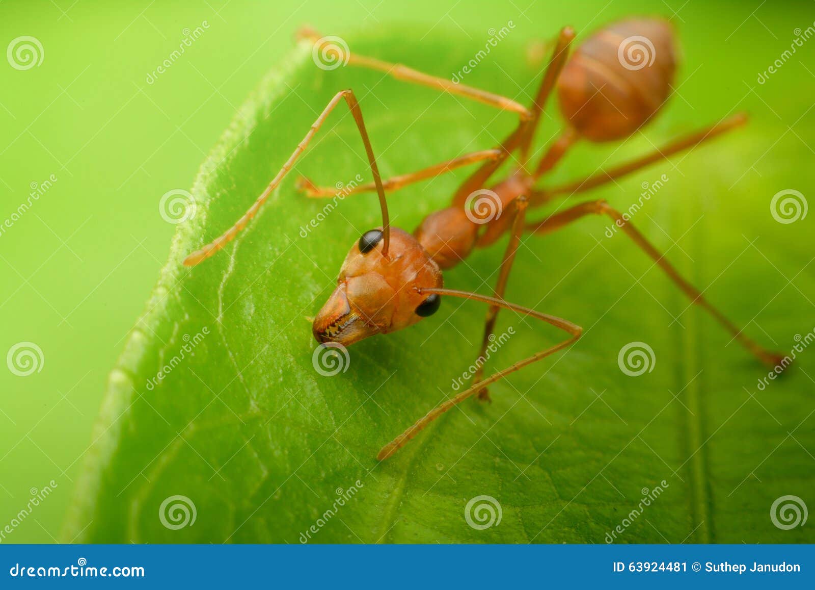 Red ant stock image. Image of black, environment, human - 63924481