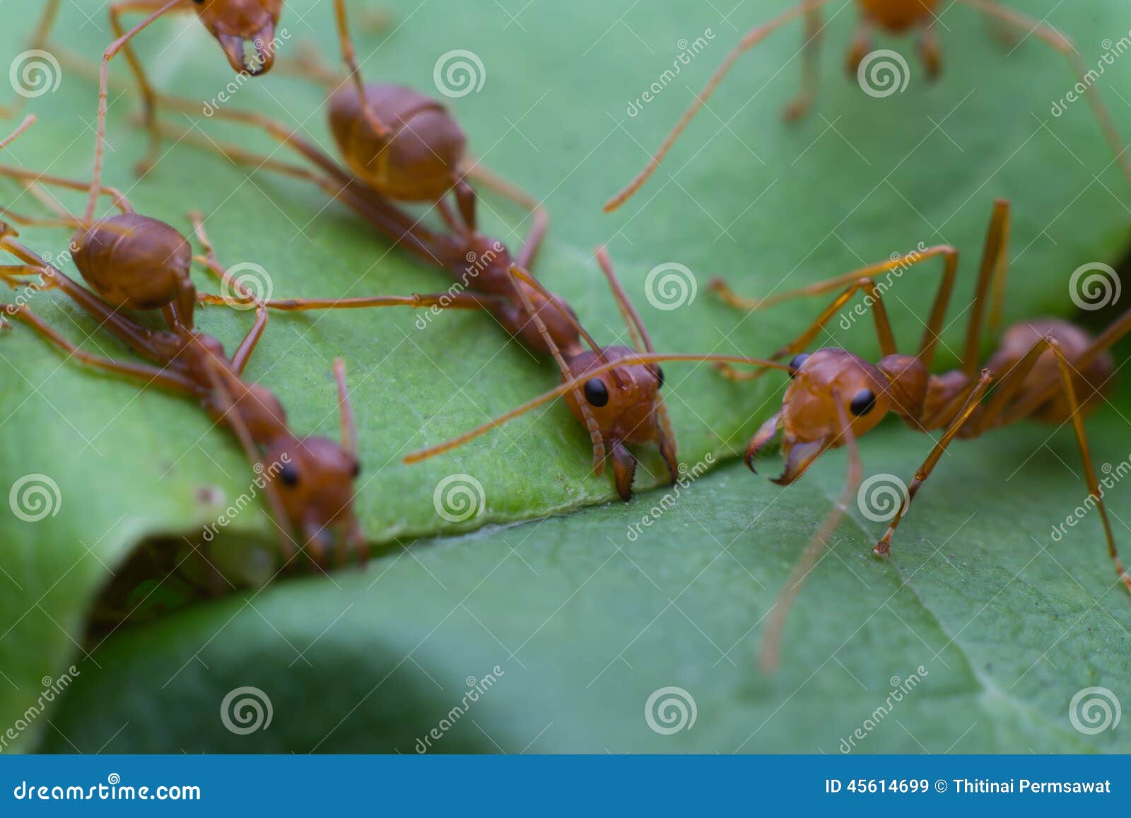 Red ant team work stock image. Image of explore, close - 45614699