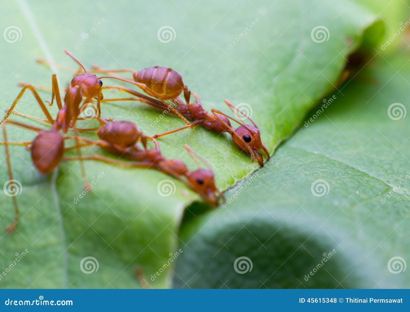 Red ant team work stock photo. Image of view, worker - 45615348